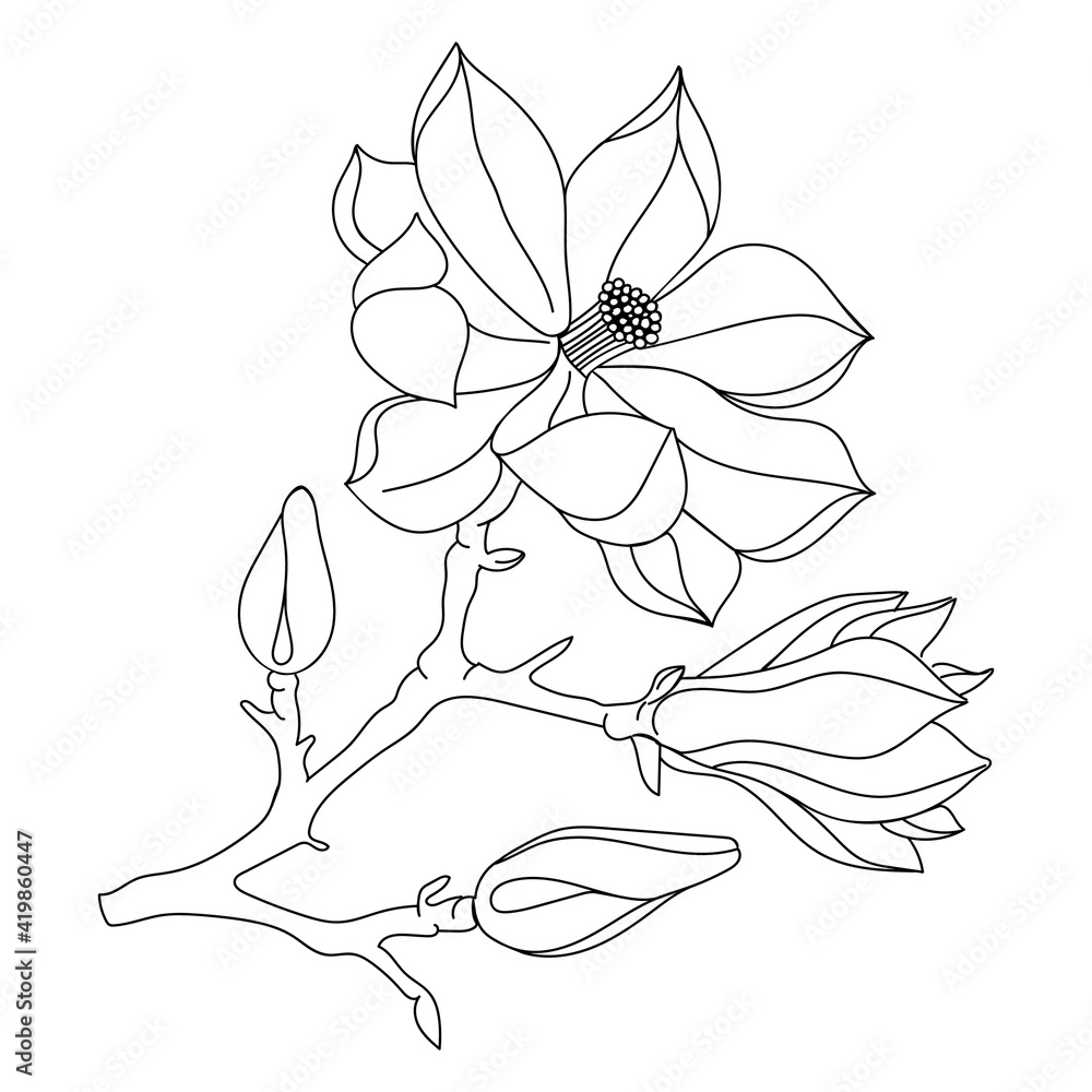 Magnolia Branch Line Drawing