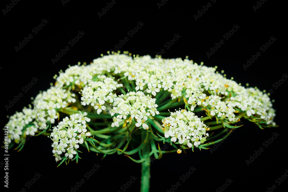 Carrot (Daucus carota subsp. sativus) flower growing, Uganda, Africa ...