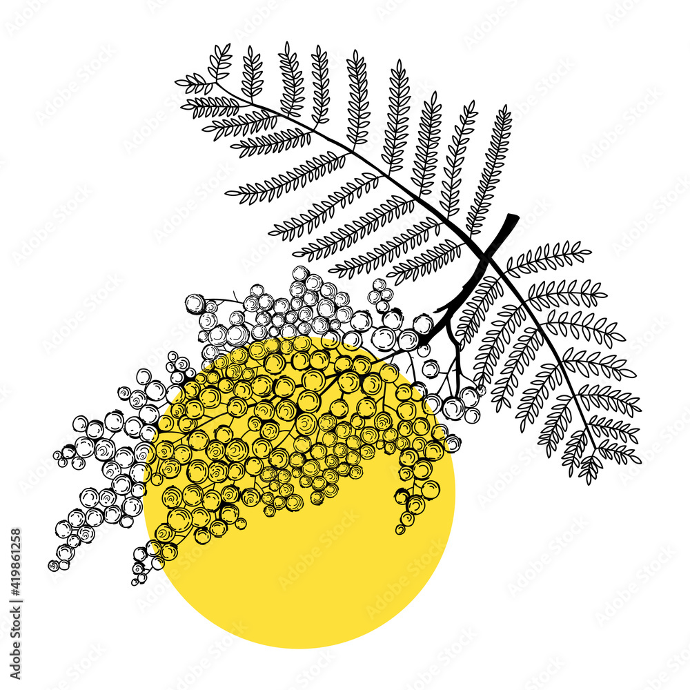 Vecteur Stock Mimosa line art illustration. Modern botanical design ...