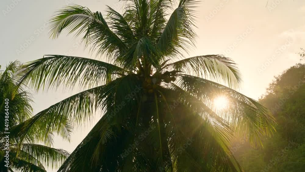 The wind blows the coconut tree. The flyers are light from the sun ...