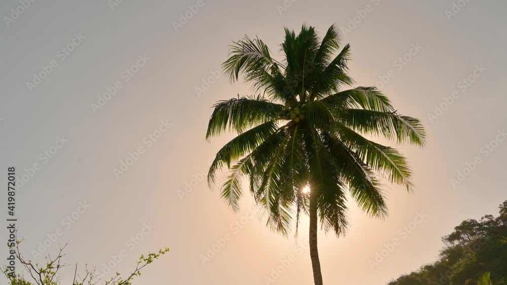 Vídeo do Stock: The wind blows the coconut tree. The flyers are light ...
