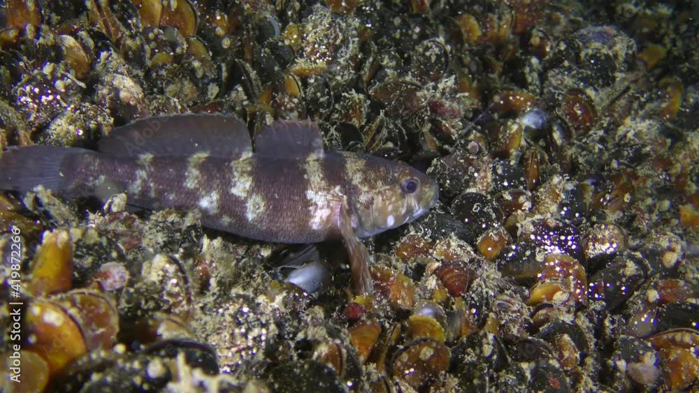 Rock goby fish (Gobius paganellus) on the seabed among mussels. Stock ...