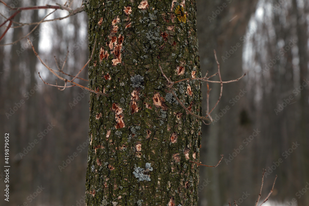 old dry tree shot with a gun Stock Photo | Adobe Stock