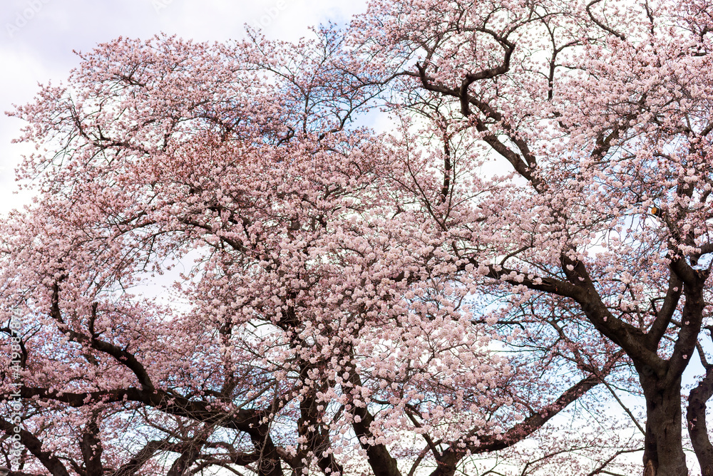 Japanese cherry Blossom (Sakura tree) spring season or hanabi season in ...