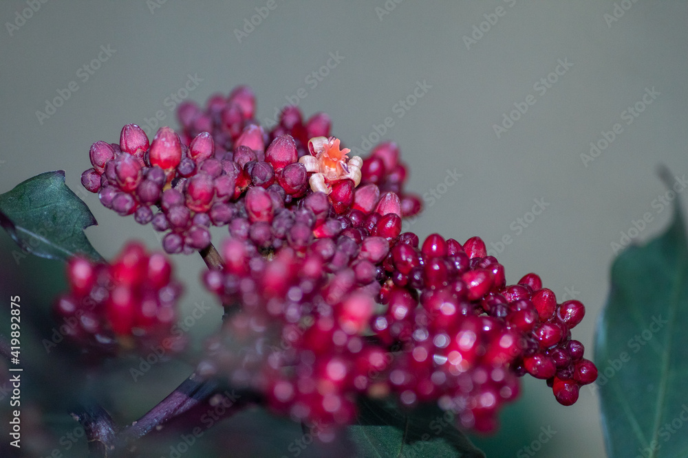 FLOR DE LÉIA-RUBRA, Leea rubra, Leea coccinea, Leea polyphylla, Leea ...