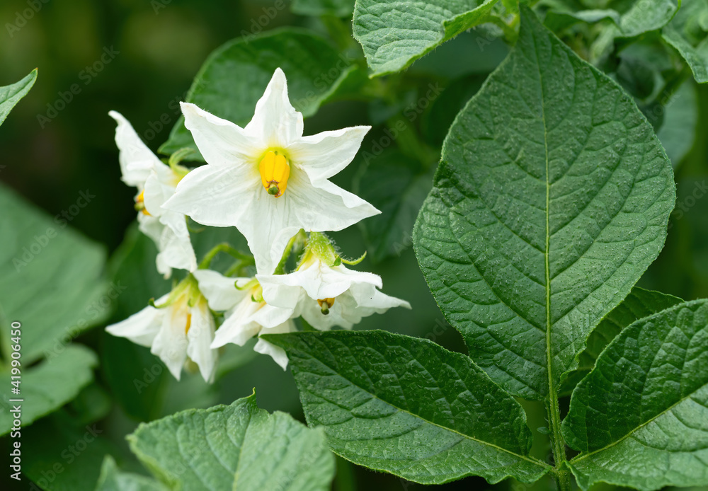 White flower of blooming potato plant. Beautiful white and yellow ...