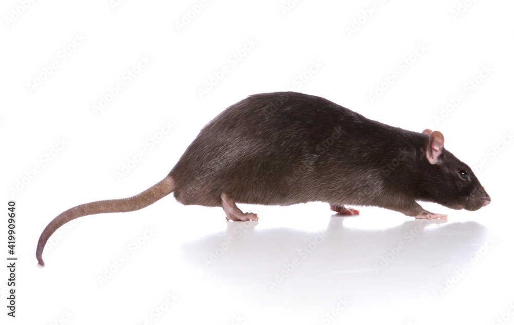 rat walking cutout Stock Photo | Adobe Stock