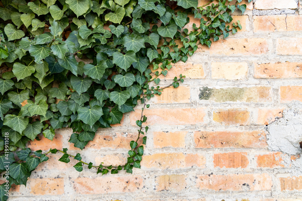 Background formed by ivy on the wall. A carpet of ivy is clinging to ...