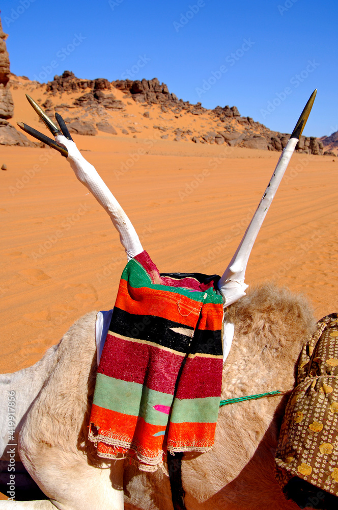 Traditional Saddle Of The Tuareg Nomads On The Back Of A Mehari ...