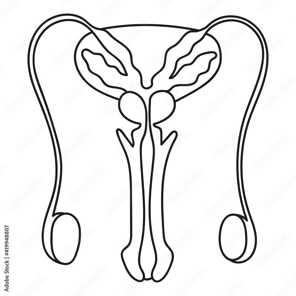 male reproductive system in doodle style organs human vector de Stock ...