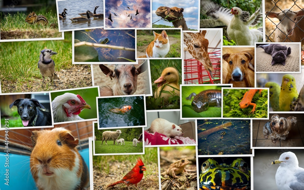 Large Collage Animals Pets Stock Photo | Adobe Stock