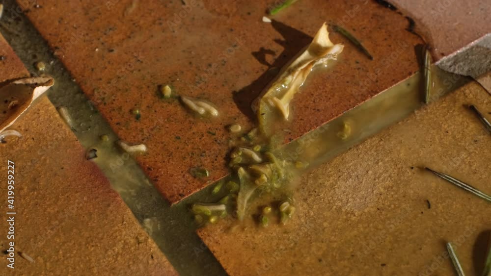 Fly larvae moving everywhere on wet floor. White larvae in different ...
