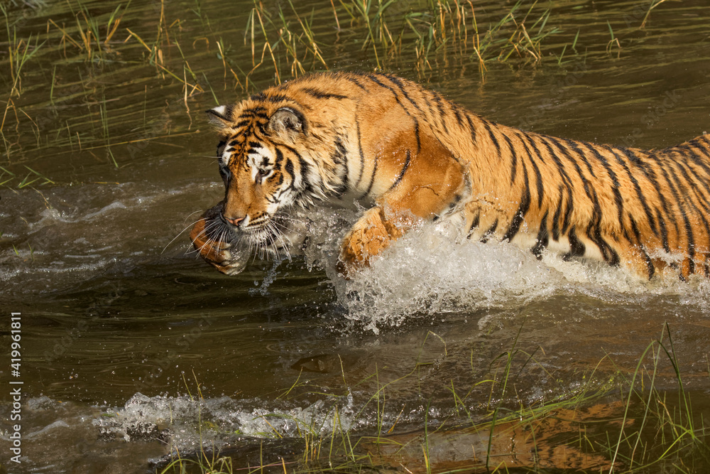 Siberian Tiger hunting emerging from pond. Stock Photo | Adobe Stock