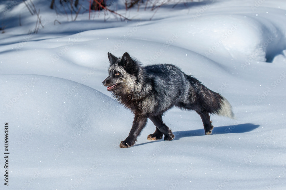 Silver fox a melanism form of the red fox, Montana. Stock Photo | Adobe ...