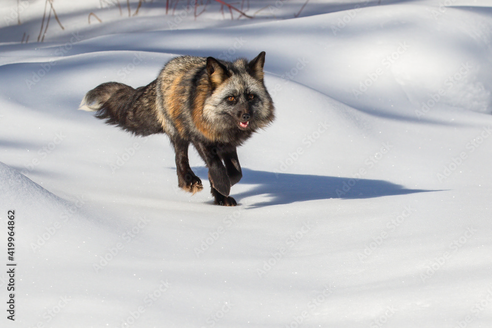 Cross fox a partially melanism form of the red fox, Montana. Stock ...