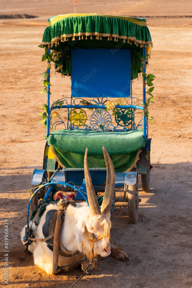 Goat riding silk way attraction waiting for clients , white goat with ...