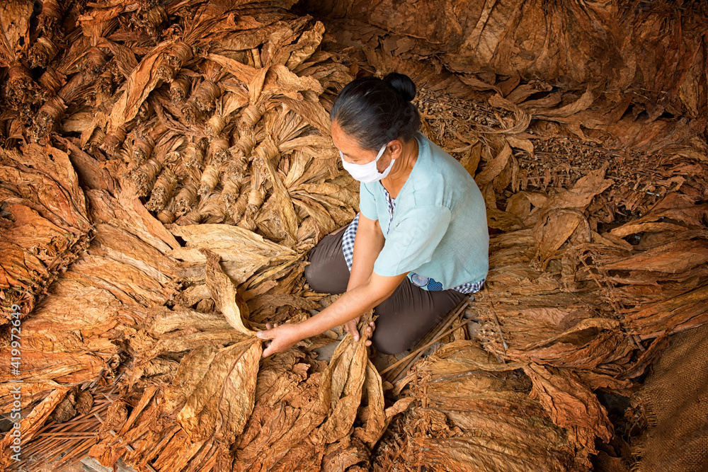 Curing tobacco leaves was selected by workers for dry tobacco. (Yellow ...