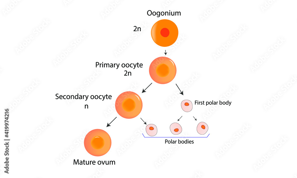 Oogenesis or ovogenesis Stock Vector | Adobe Stock