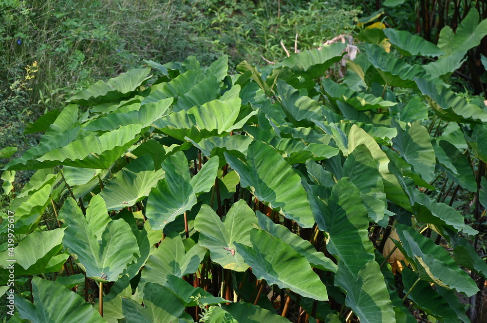 Elephant ear tree with large bright green leaves Scientific name ...