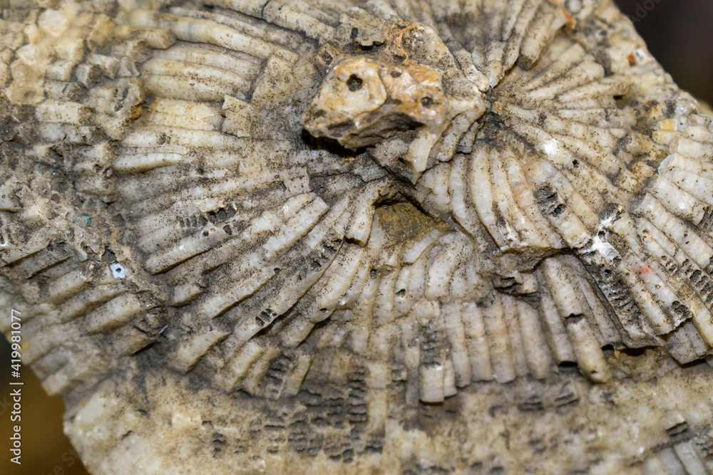 Fossilized colonial corals are Tabulata. lat. Tabulatamorpha in ...
