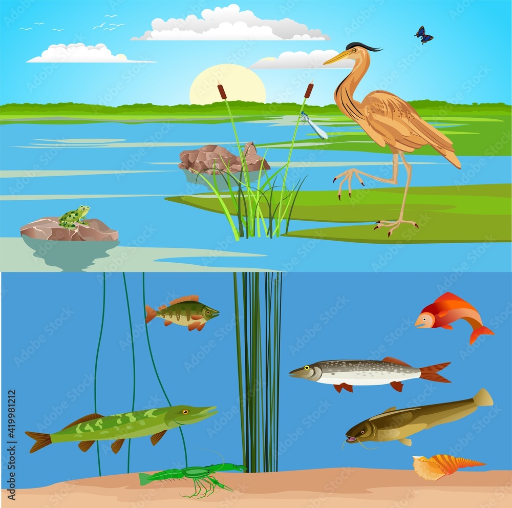Pond, lake and river landscape, fishes birds, vector lanadscape Stock ...