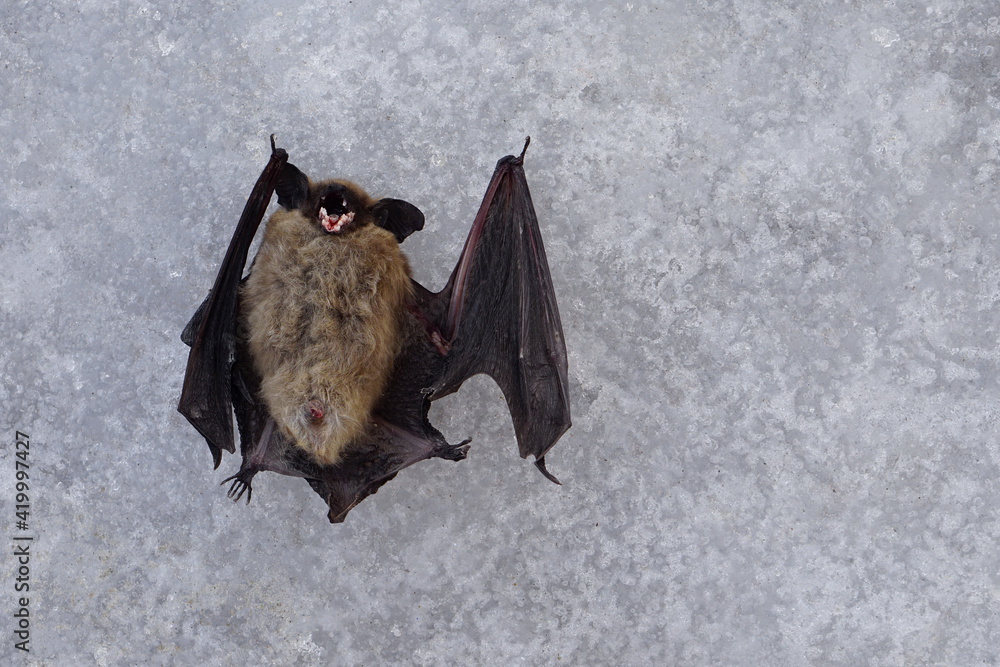 Dead bat lying on its back with its mouth bared. The corpse of a wild ...