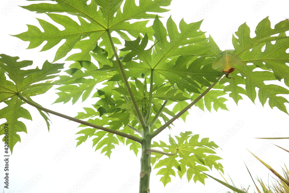 Small Fresh Growing Papaya Tree, young papaya tree without fruit Stock ...