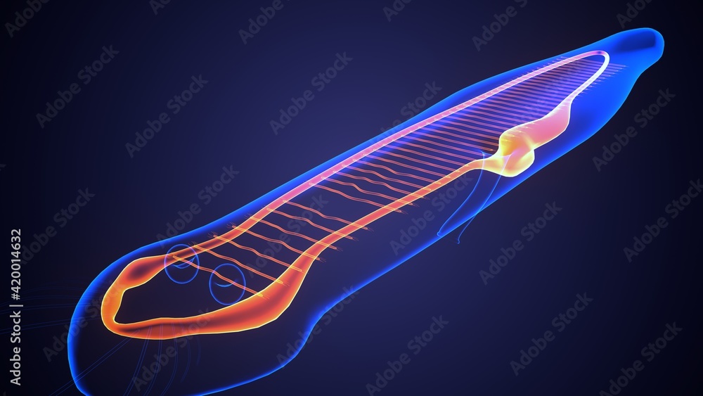 Planaria flatworm under the microscope .3d illustration Stock ...