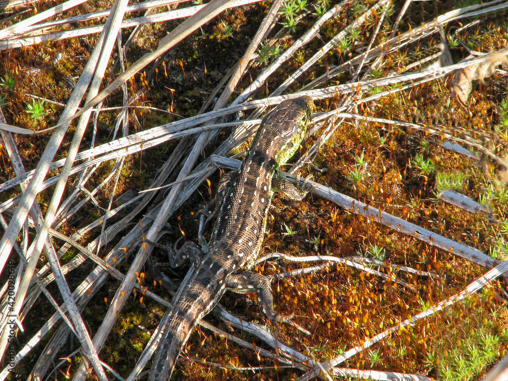 Lizard in forest glade. Back view. Lizard on bright forest floor of ...