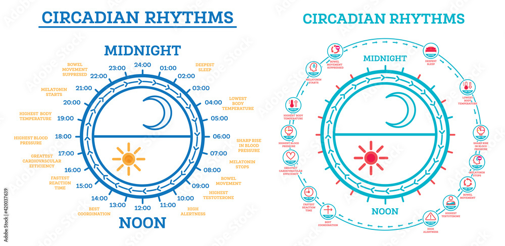 Circadian Rhythm Set. Scheme of Sleep Wake Cycle. ilustração do Stock ...