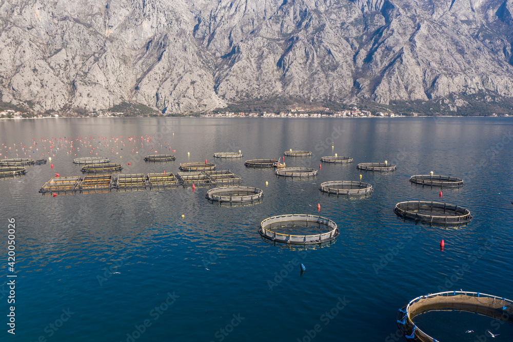 Aerial shoot of oysters, mussels and fish farming with traps and buoys ...