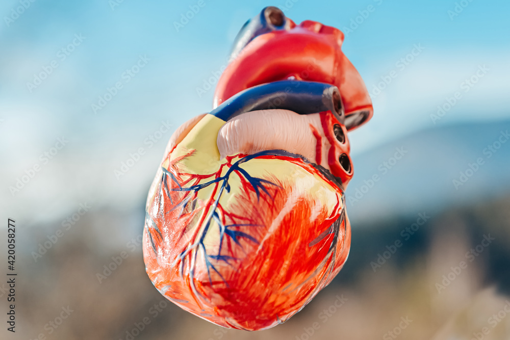 Close-up of an anatomical model of the heart with hills in the ...