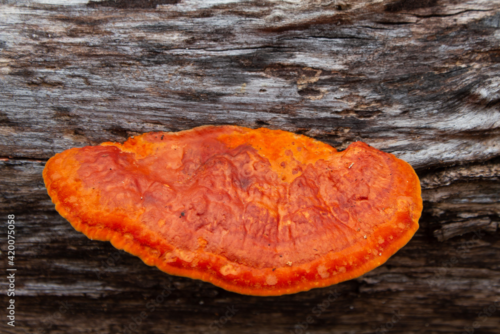 fomitopsidaceae on woody branches Stock Photo | Adobe Stock