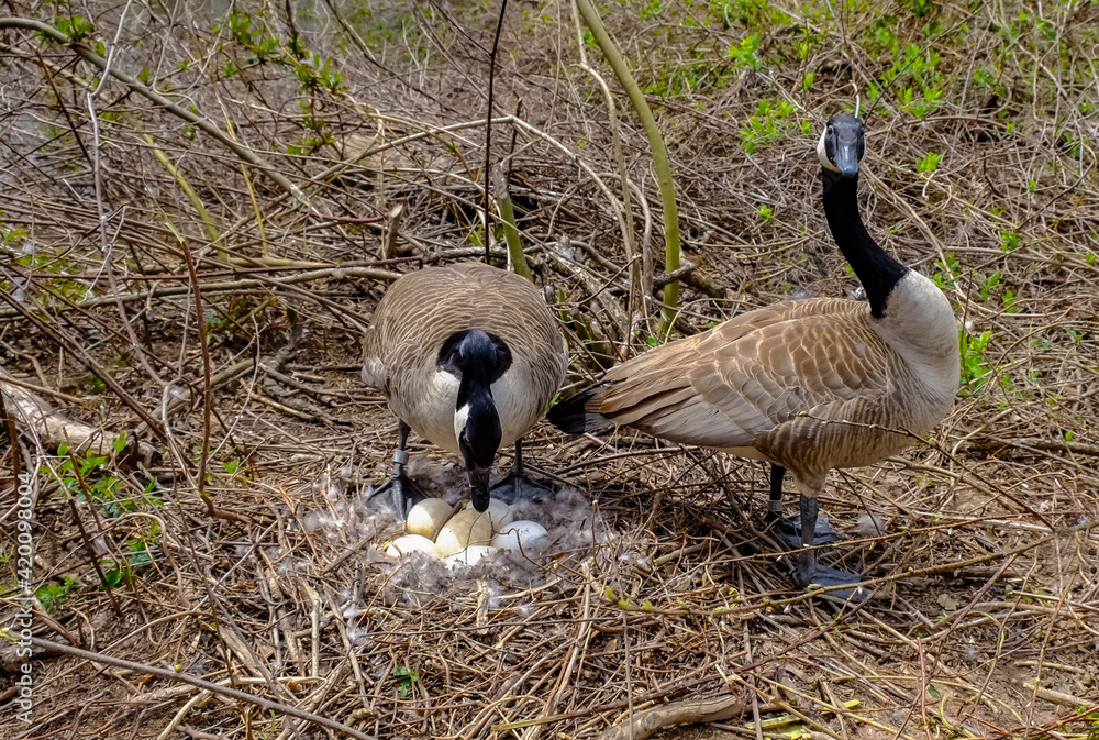 Canada goose Male and female goose on a nest with eggs on an island ...
