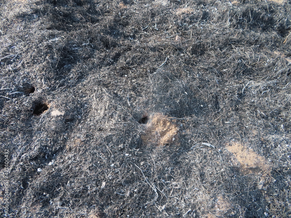 El Dorado Fire Aftermath Yucaipa California with Burnt Grasslands and ...