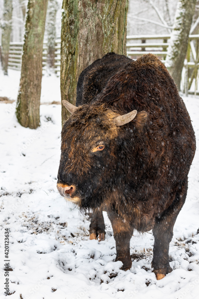 Zubron (a hybrid of bison and cattle) in a European Bison Show Reserve ...