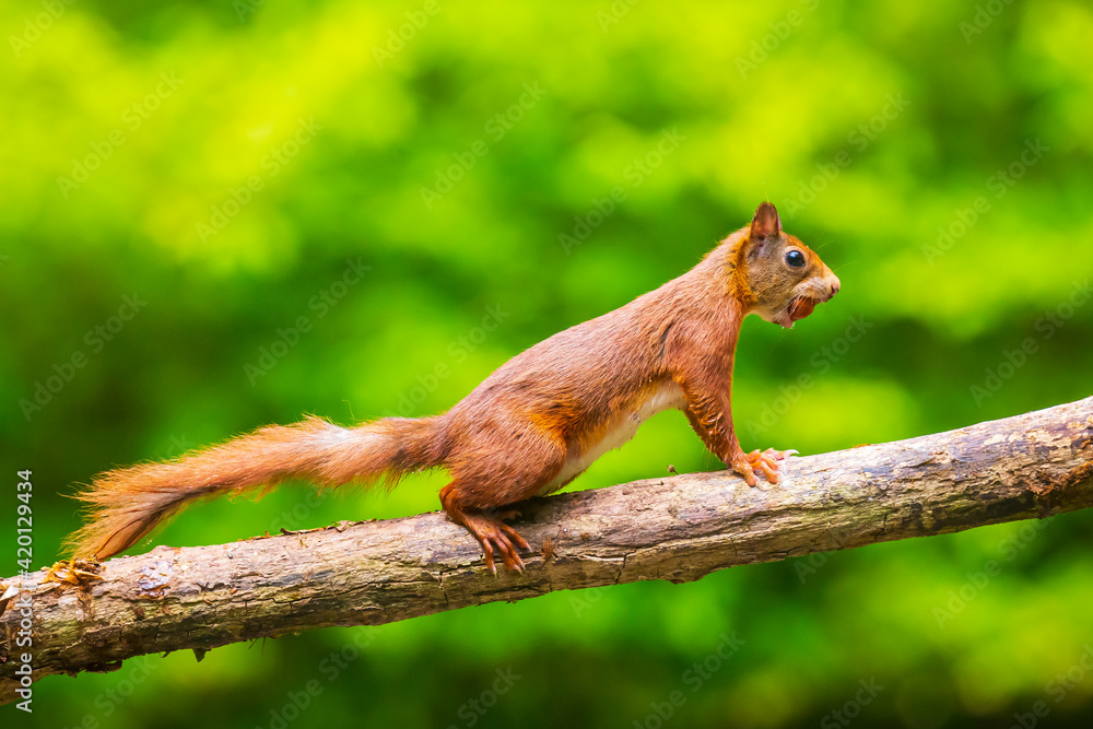 Curious Eurasian red squirrel, Sciurus vulgaris, running and jumping ...