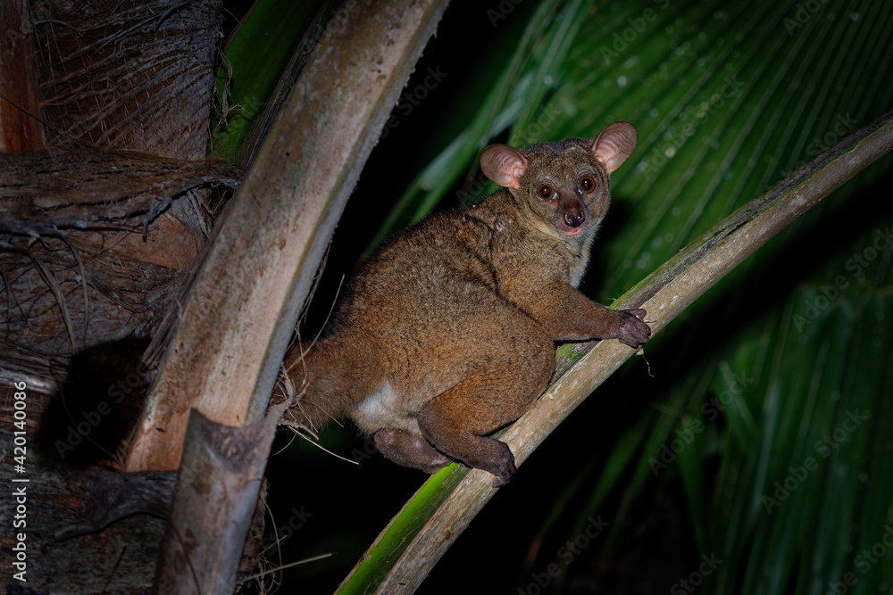 Foto de Northern Greater Galago - Otolemur garnettii also Garnett ...