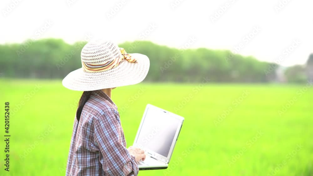 Farmer women holding laptop and checking data on rice field and sunset ...