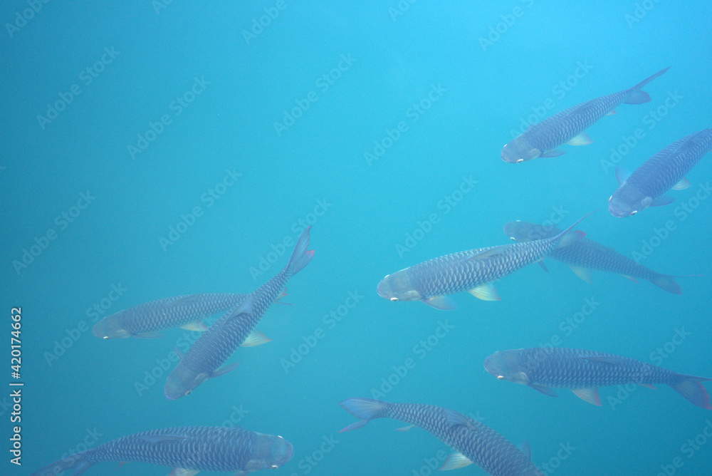 Shoal of fish in seawater, many sea fishes top view, fry in the sea ...