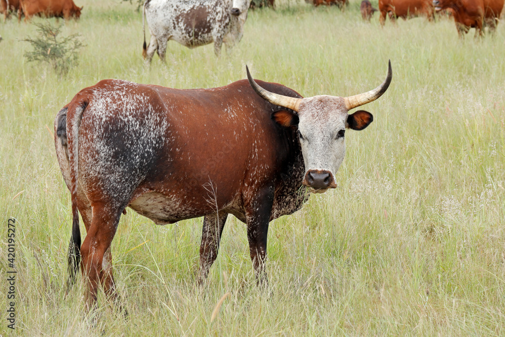 Nguni cow - indigenous cattle breed of South Africa - on rural farm ...