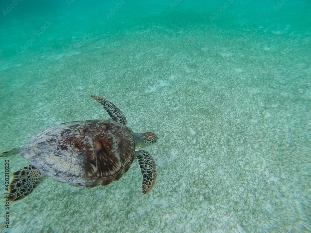 Green sea turtle at the maldives seen while diving and snorkeling ...