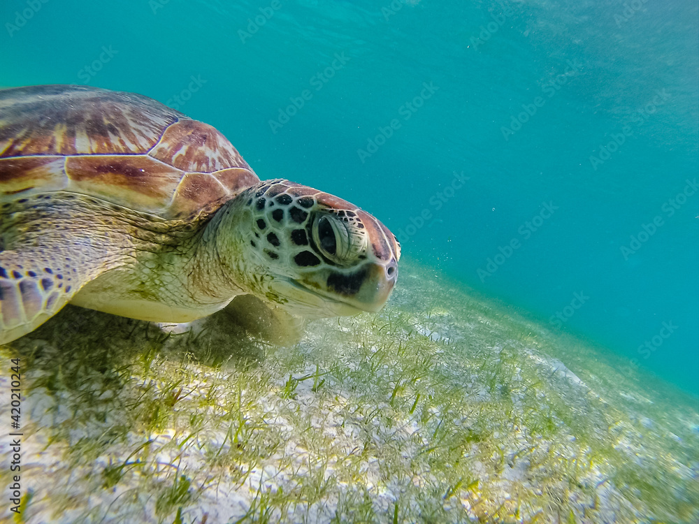 Green sea turtle at the maldives seen while diving and snorkeling ...