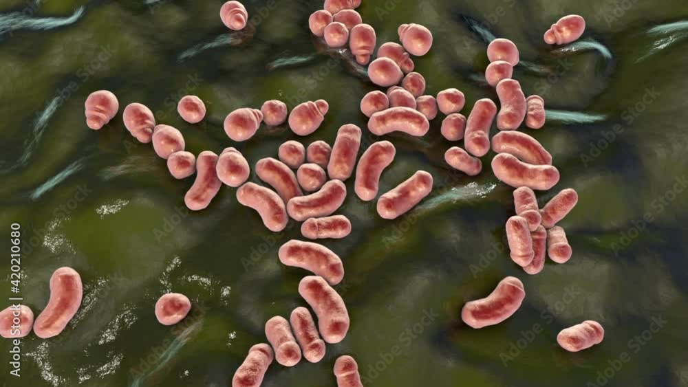 Microscopic fungi Malassezia, the causative agent of dandruff and ...