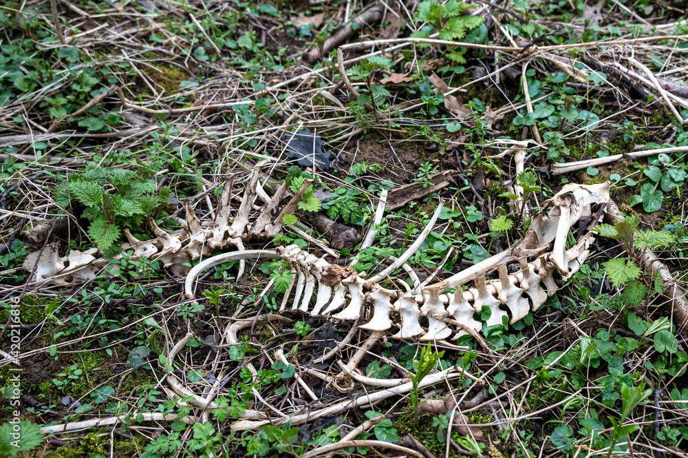 Muntjac deer spinal skeleton and lower jaw Stock Photo | Adobe Stock