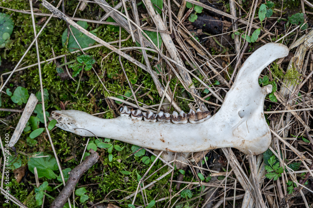 Muntjac deer lower jaw bone with teeth in situ Stock Photo | Adobe Stock
