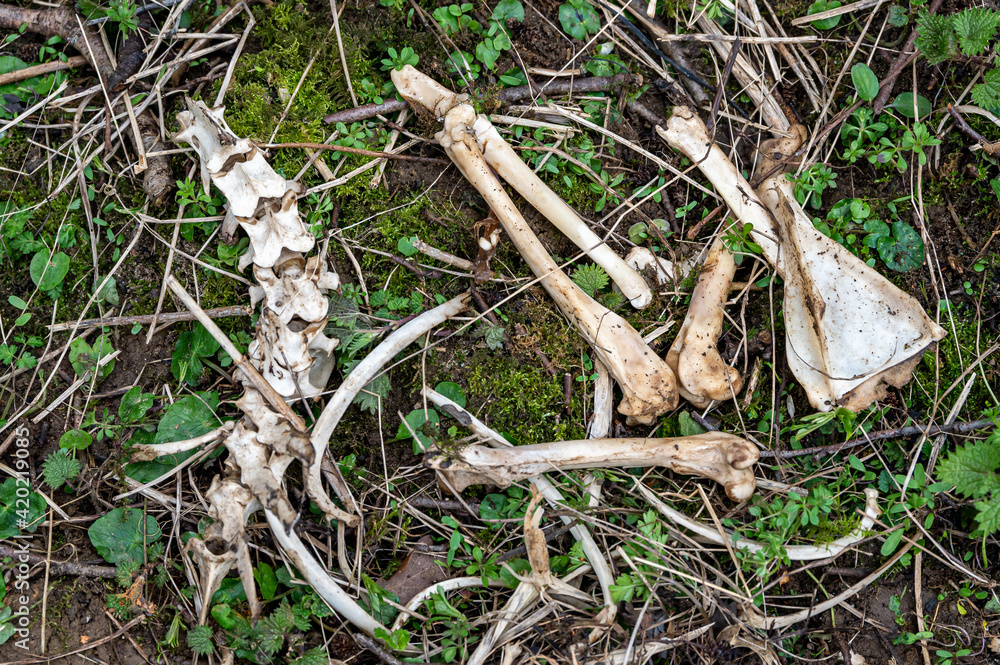Muntjac deer spinal skeleton, lower jaw and limb bones Stock Photo ...