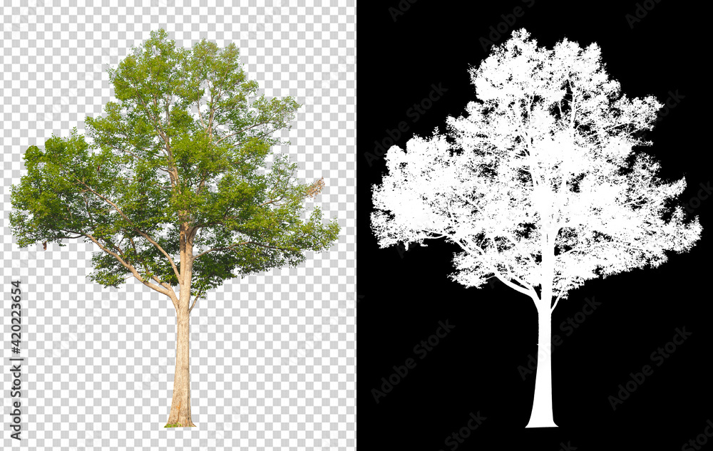 tree on transparent background picture with clipping path Stock Photo ...