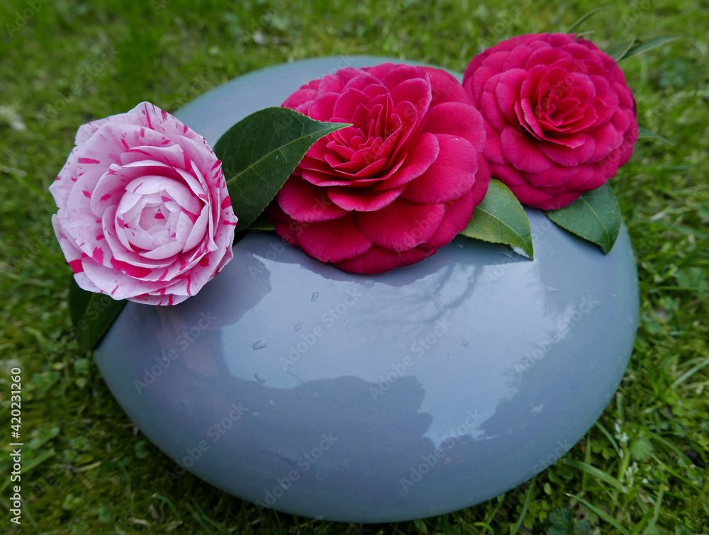 bella composizione di camelie fiorite in un vaso lucido con lo sfondo ...