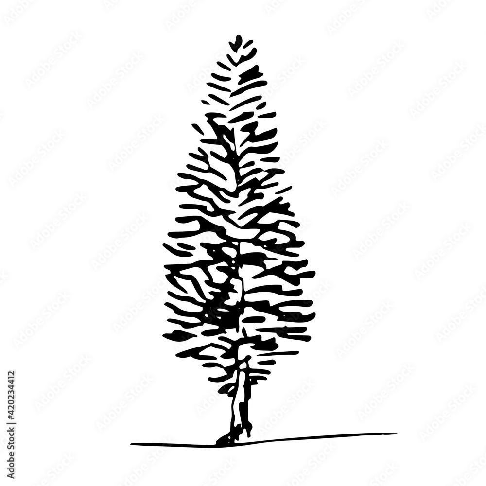 Hand drawn juniper poplar tree sketch style, black isolated aspen hemlock plant on white ...